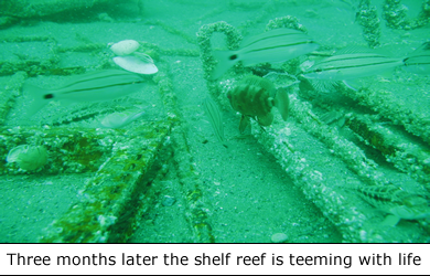 Shelf Reef Project – Marine Resources Library