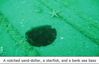 Shelf Reef Project – Marine Resources Library