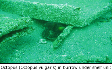 Shelf Reef Project – Marine Resources Library